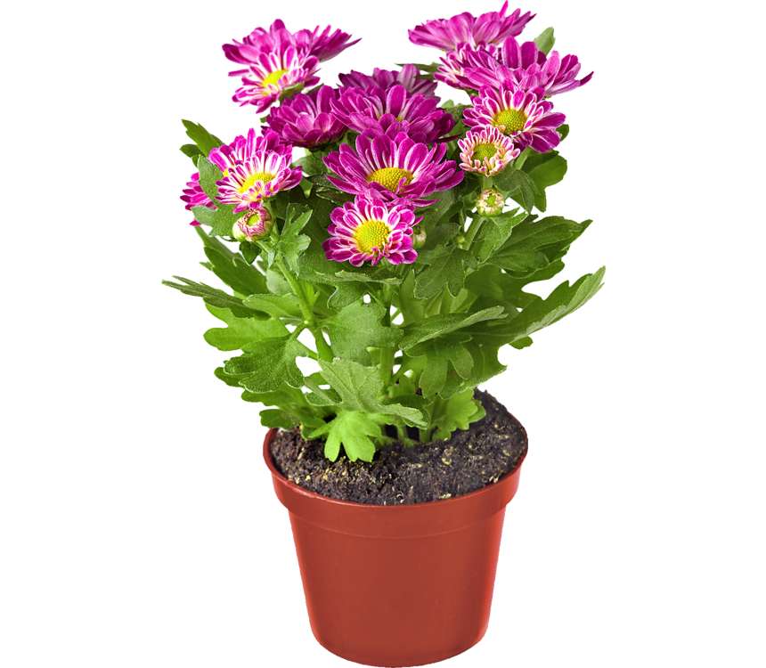 Akcia na Mini chryzantéma za 1,29 €, Čerstvé ovocie a zelenina, Kvety v ...